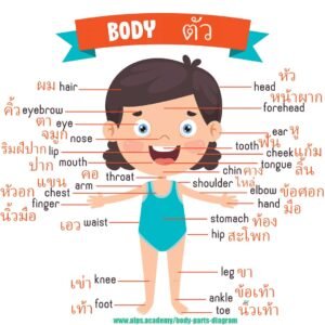 Human Body Parts Diagram and Vocabulary [For Learners]
